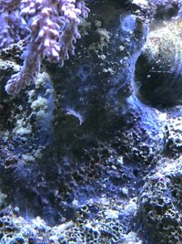 Live rock Parasite | Marine Aquariums South Africa