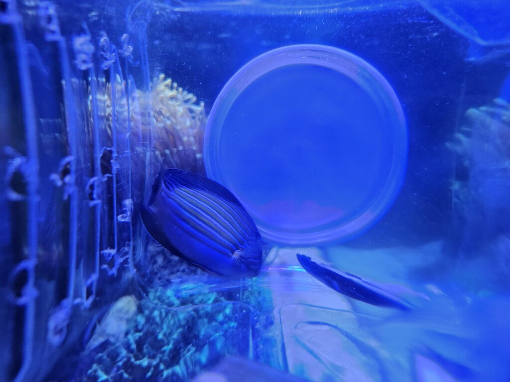 [FS] - Clown Surgeon | Marine Aquariums South Africa