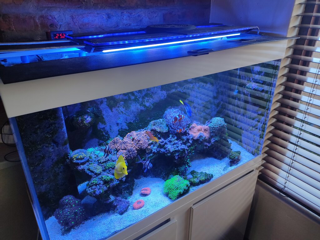 [FS] - Full setup including livestock for sale | Marine Aquariums South ...