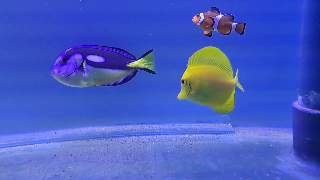 [FS] - Yellow belied Regal Tang | Marine Aquariums South Africa